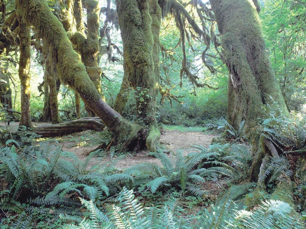 Holzarten für Fensterkanteln aus Südostasien - Vorsicht beim Einsatz ...